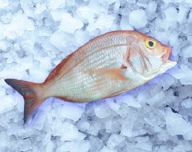 Fresh Fish - ROSSO FISHING Co LTD