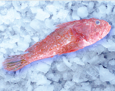Fresh Fish - ROSSO FISHING Co LTD