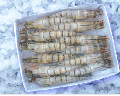 Frozen Fish - ROSSO FISHING Co LTD