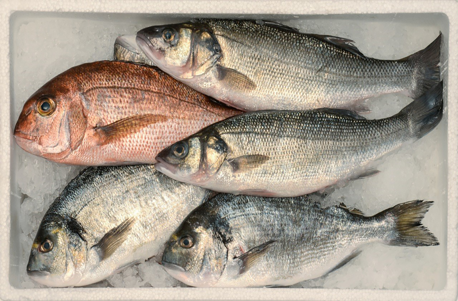 Farm Fish - ROSSO FISHING Co LTD